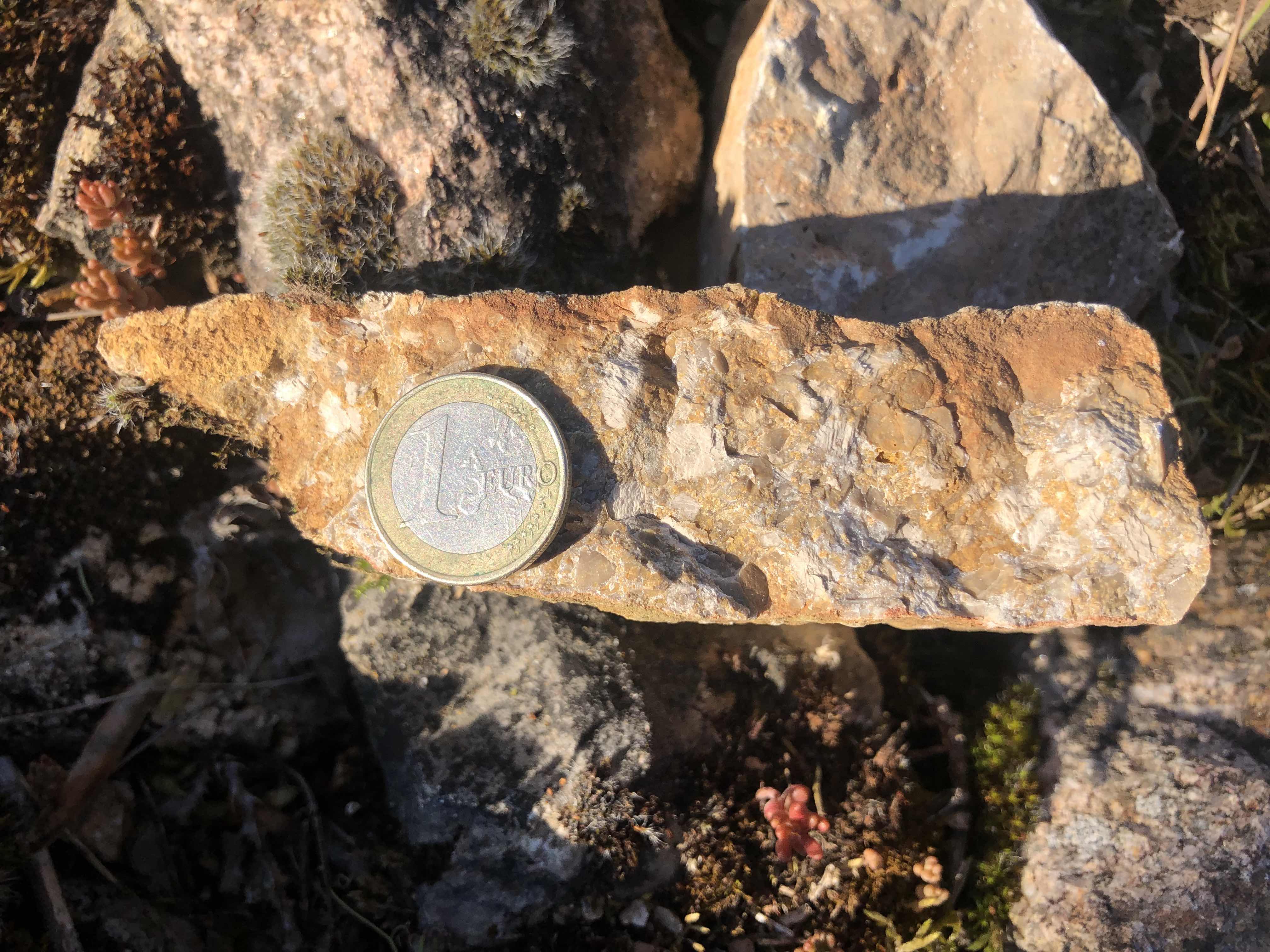 calcaire-a-entroques-cassure-fraiche – Innover en SVT