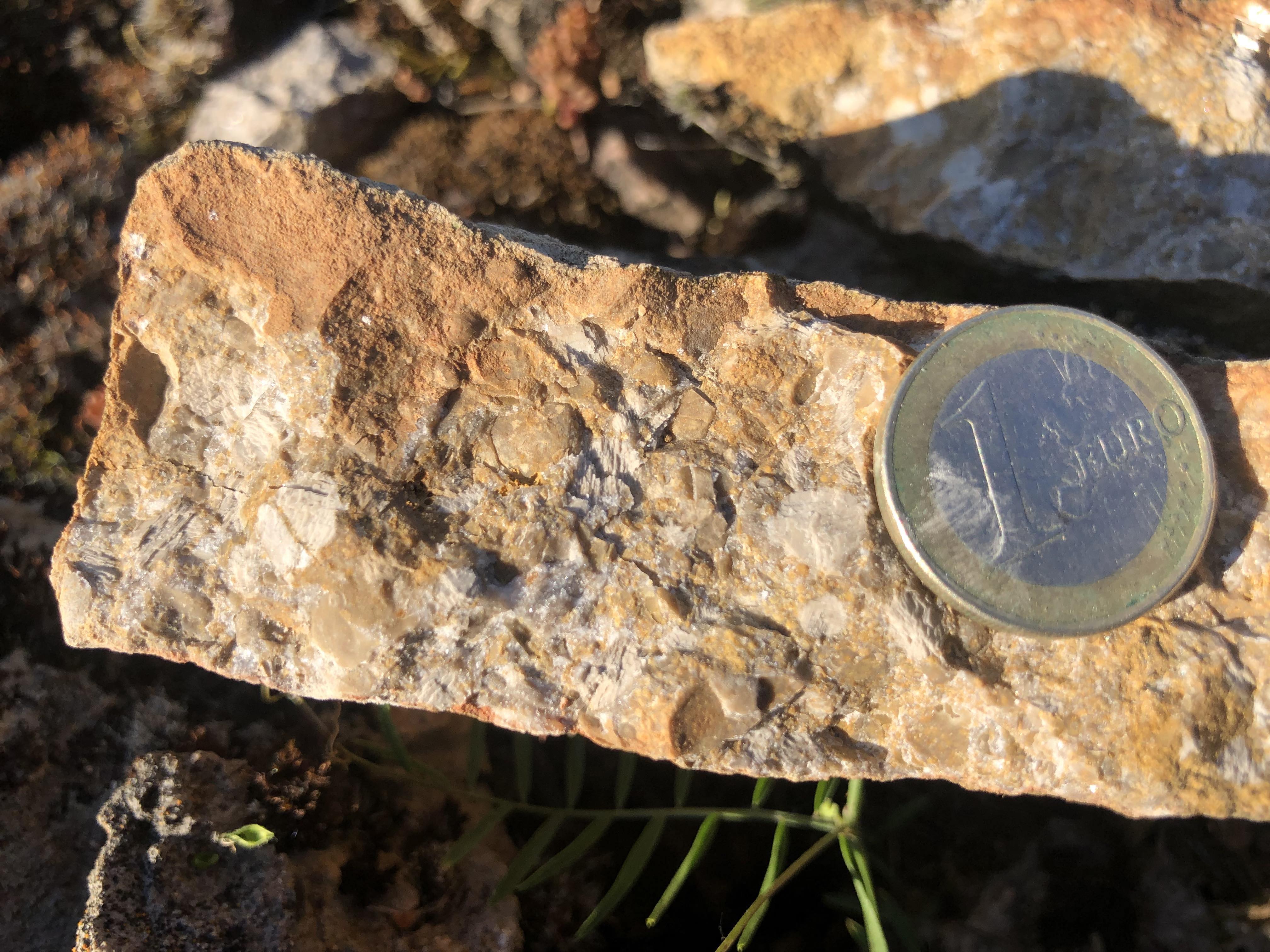 calcaire-a-entroques-gros-plan – Innover en SVT