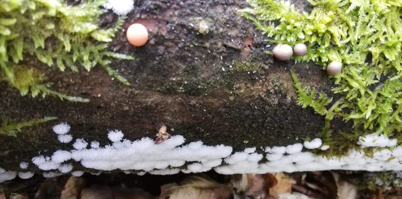 en-blanc-ceratiomyxa-fruticulosa-corail-muqueux-buisson-cireux ...