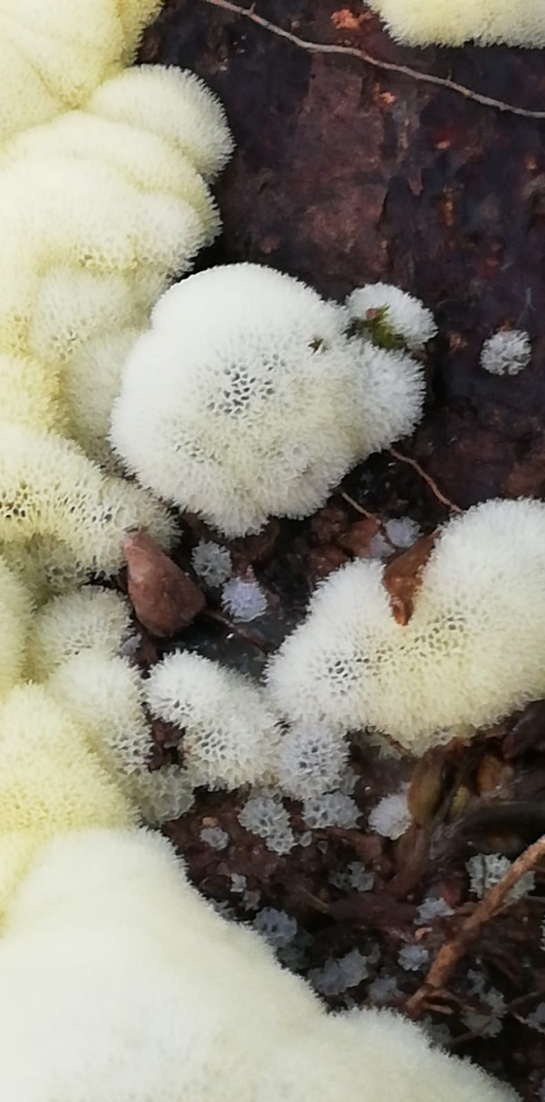 en-jaune-photo-de-fuligo-septica-fleur-de-tan-physarales-physaraceae
