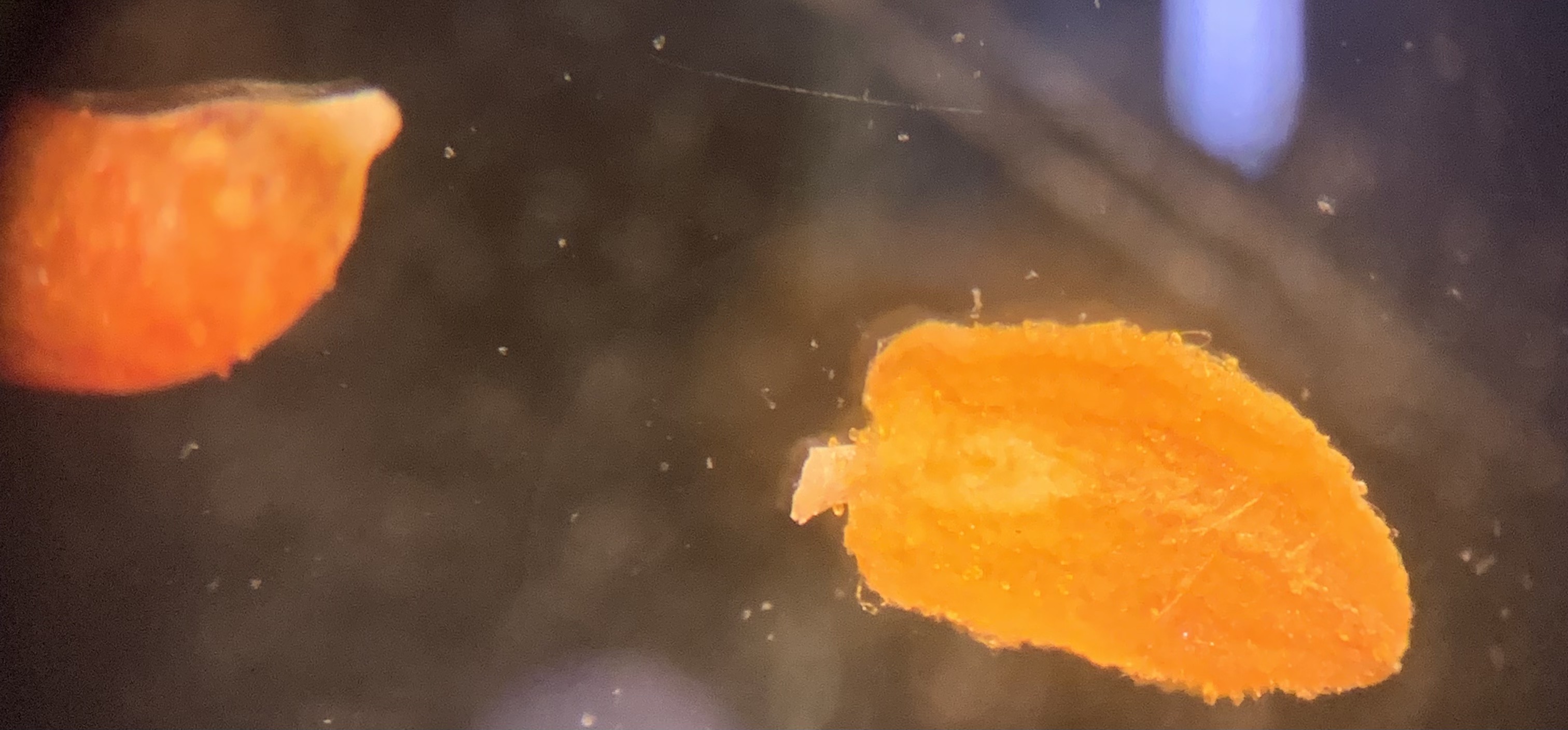 Photos de fleurs à la loupe binoculaire – Innover en SVT