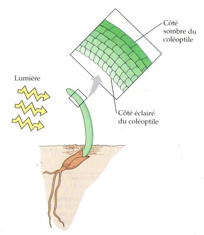 phototropisme-copie – Innover en SVT