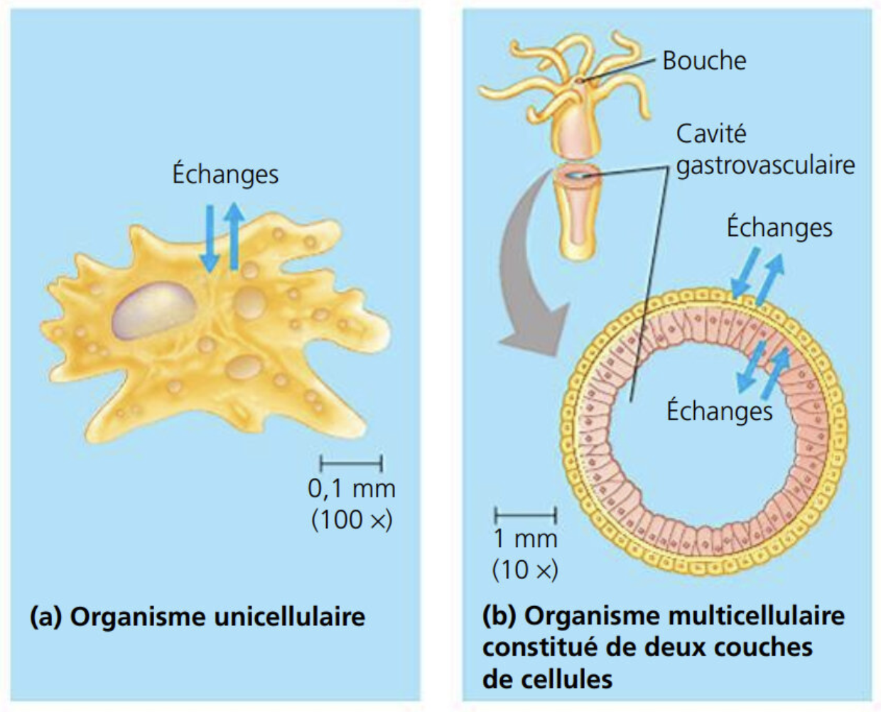 Chapitre 4/Une structure complexe, la cellule vivante ! – Innover en SVT