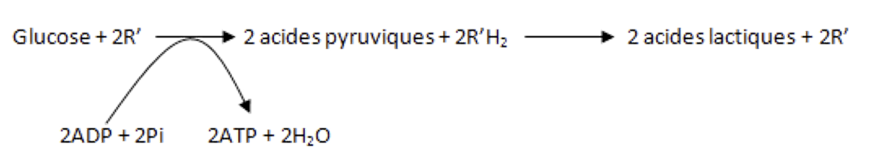 Chapitre 6/La cellule musculaire, une structure dédiée à la contraction ...