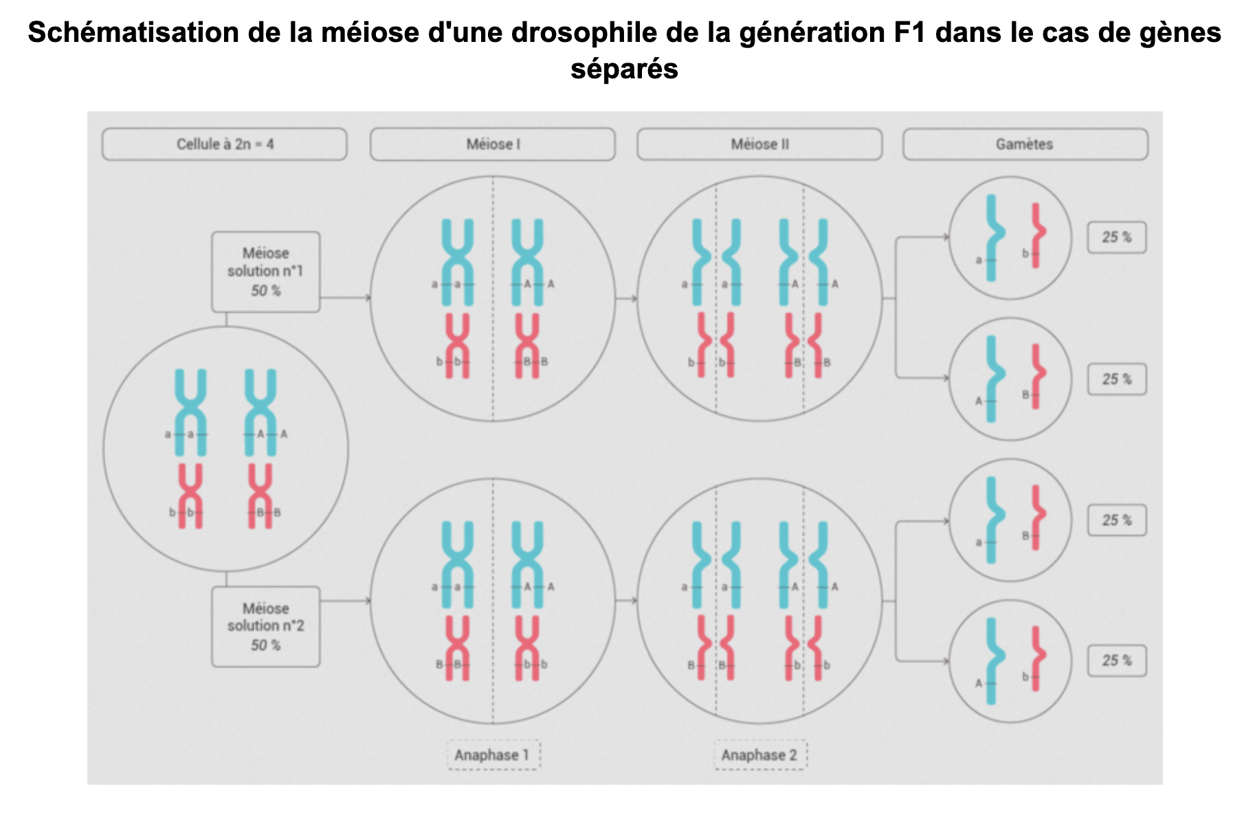 Tspé SVT/Chapitre 12/ L’origine du génotype des individus – Innover en SVT