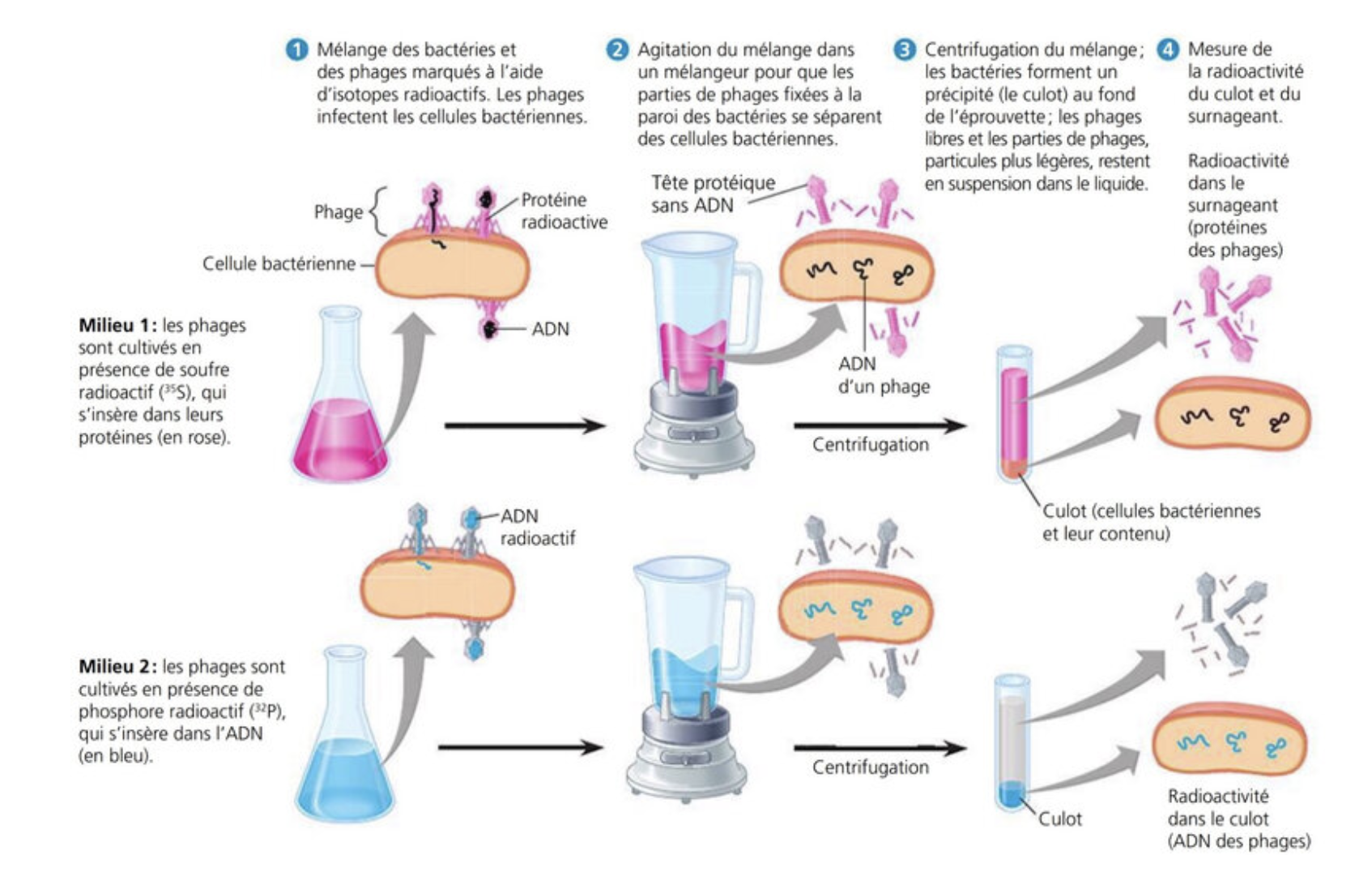 Tspé SVT/Chapitre 13/La complexification des génomes et l’évolution des ...