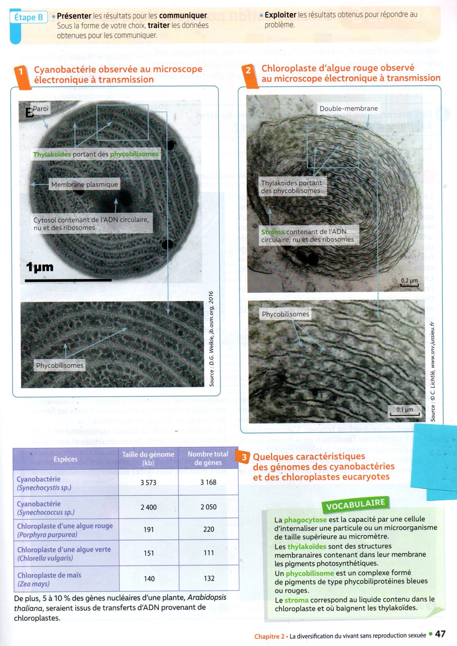 Tspé SVT/Chapitre 13/La complexification des génomes et l’évolution des ...