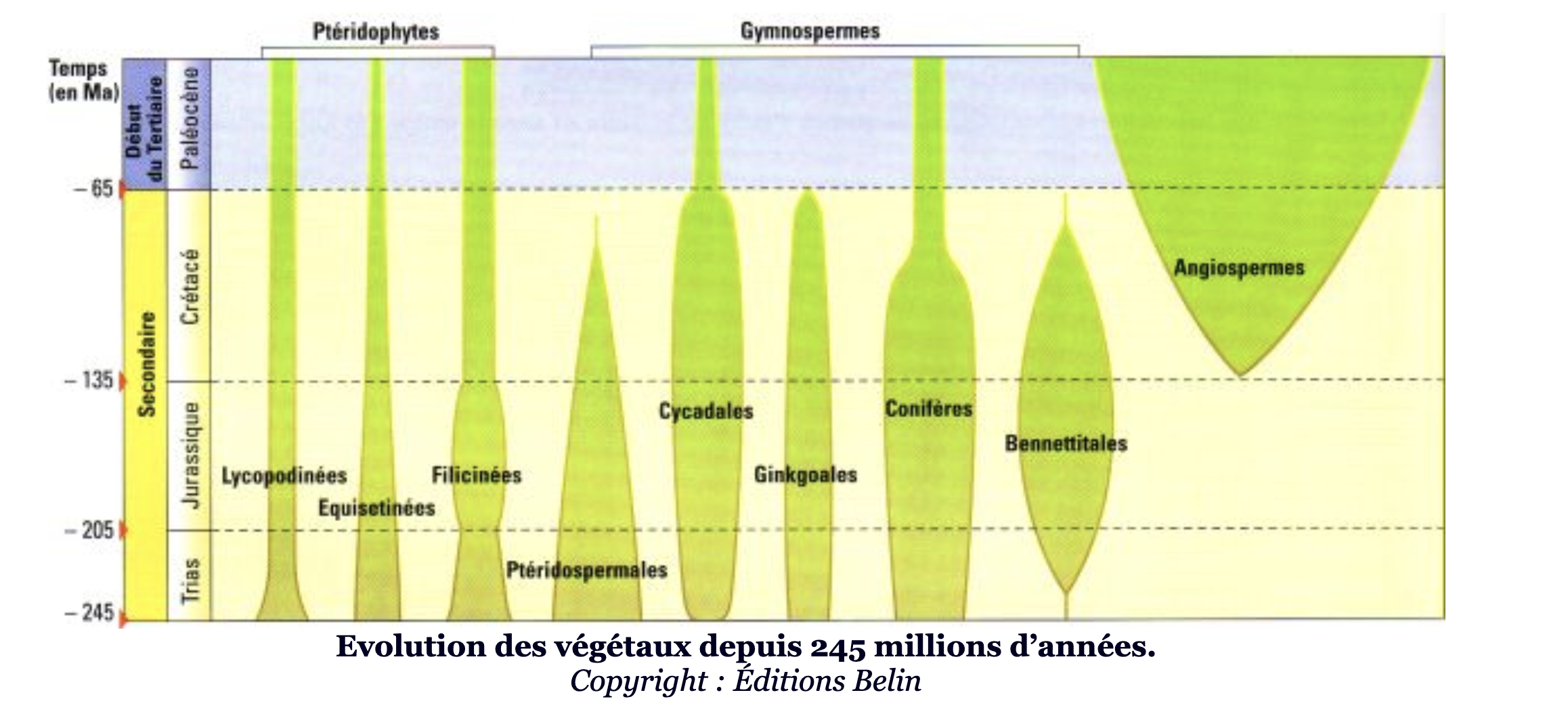Tspé SVT/Chapitre 1/La reproduction des plantes à fleurs, les raisons d ...