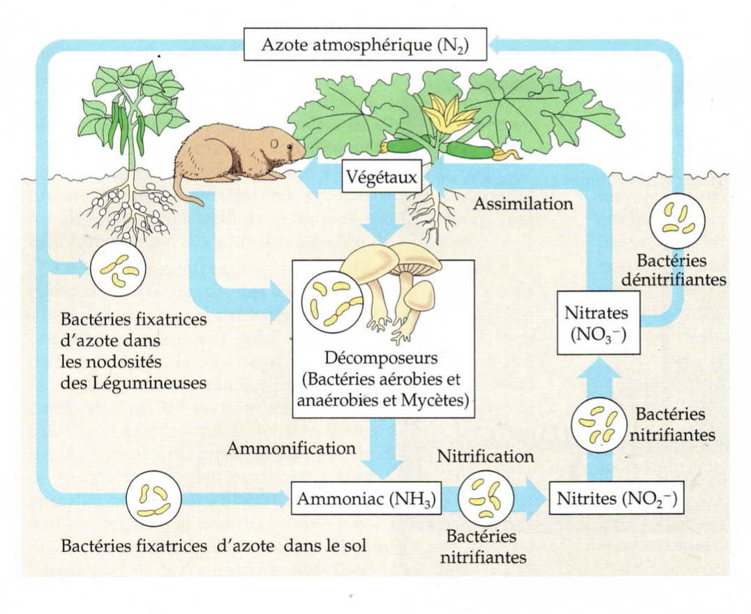 Tspé SVT/Chapitre 13/La complexification des génomes et l’évolution des ...