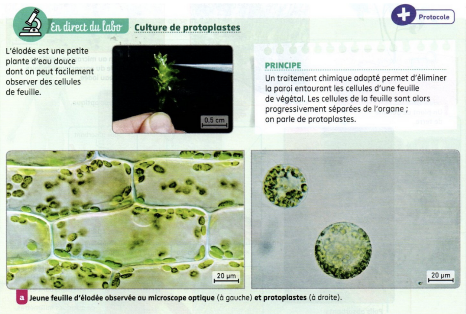 Chapitre 1/Les organismes pluricellulaires, un ensemble de cellules ...