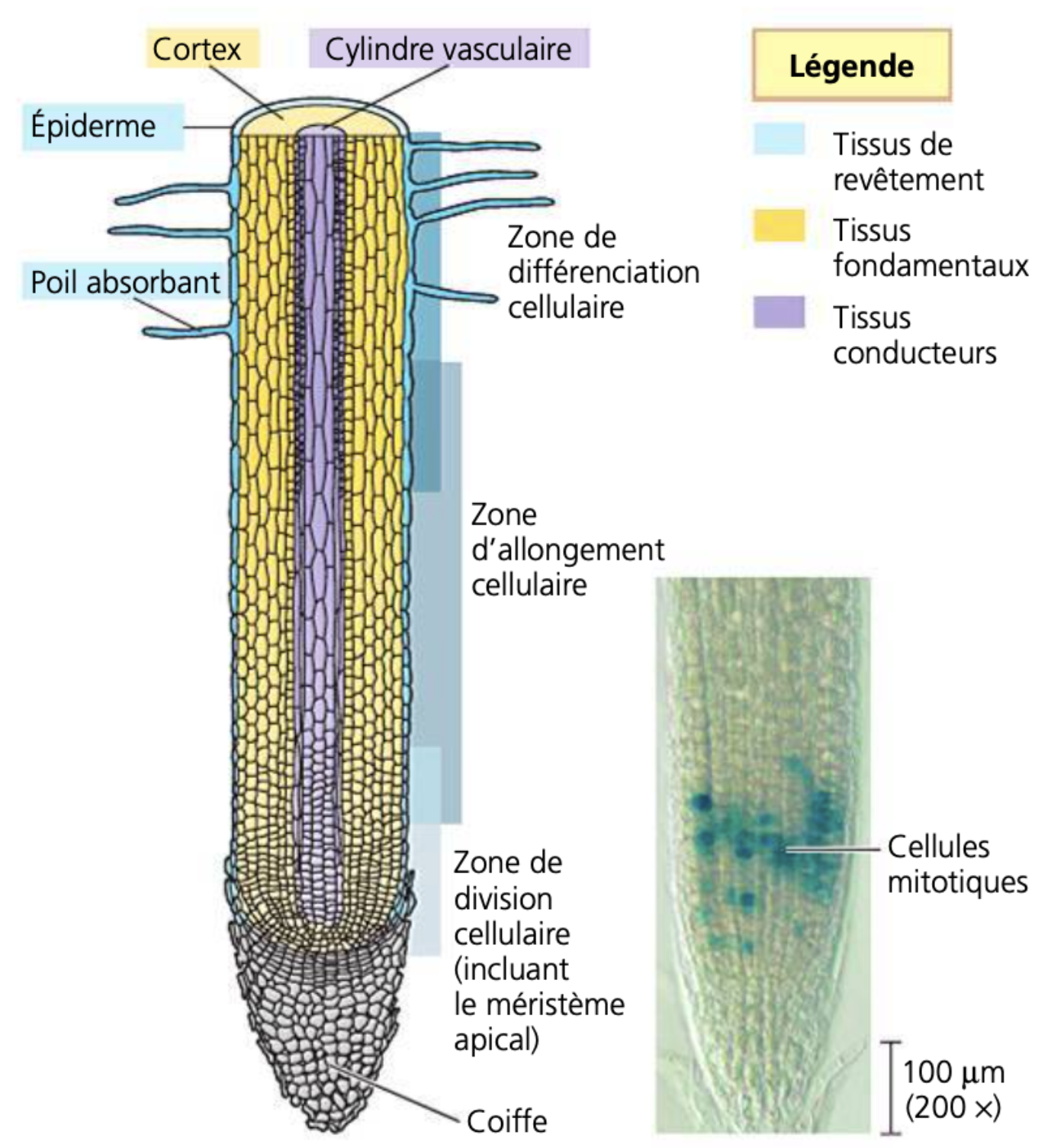 Chapitre 8: Les organismes pluricellulaires, un ensemble de cellules ...