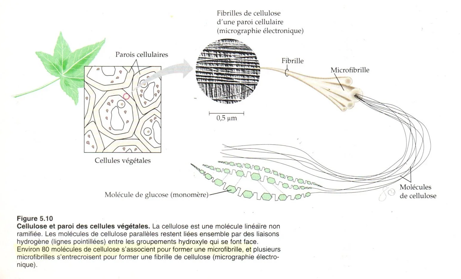 Chapitre 1/Les organismes pluricellulaires, un ensemble de cellules ...