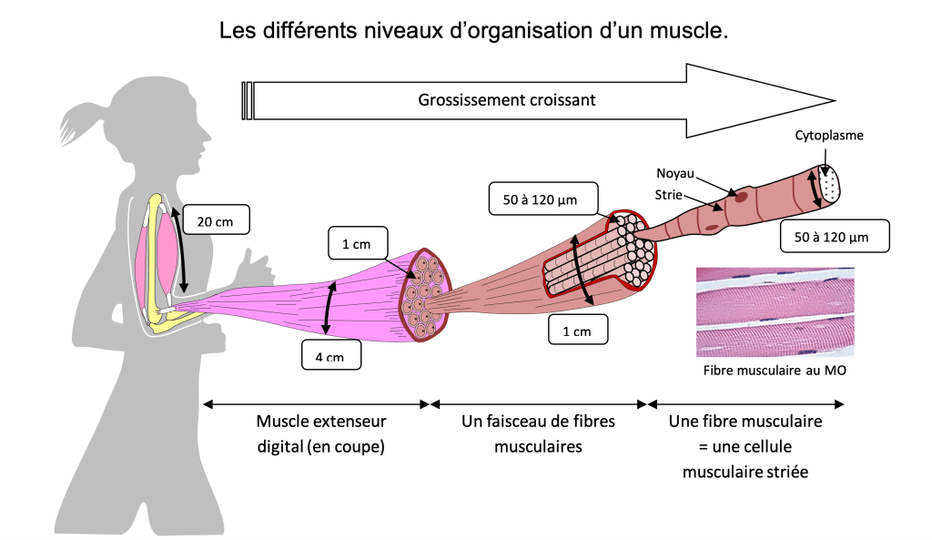 Chapitre 6/La cellule musculaire, une structure dédiée à la contraction ...