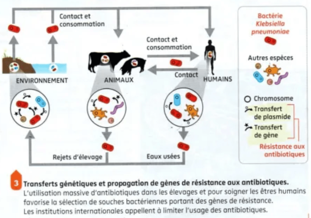 Tspé SVT/Chapitre 13/La complexification des génomes et l’évolution des ...