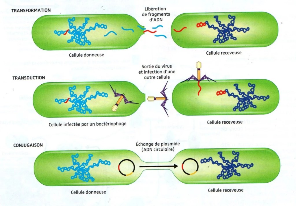 Tspé SVT/Chapitre 13/La complexification des génomes et l’évolution des ...